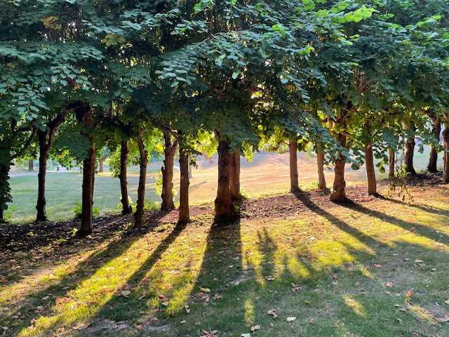 Welcome to Kearsney Parks